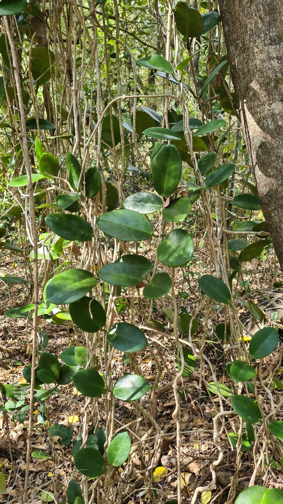 native hoya from Glenugie NSW 2460, Australia on September 6, 2023 at ...