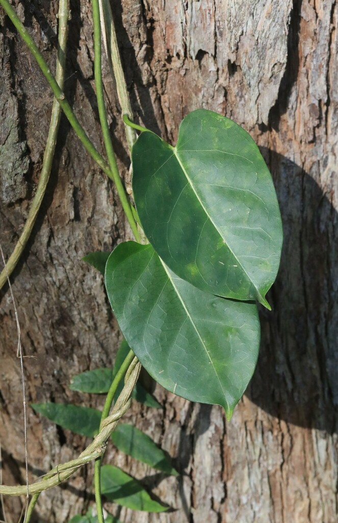Common Milk Vine from Bonville NSW 2450, Australia on September 6, 2023 at 02:55 PM by Adrian ...