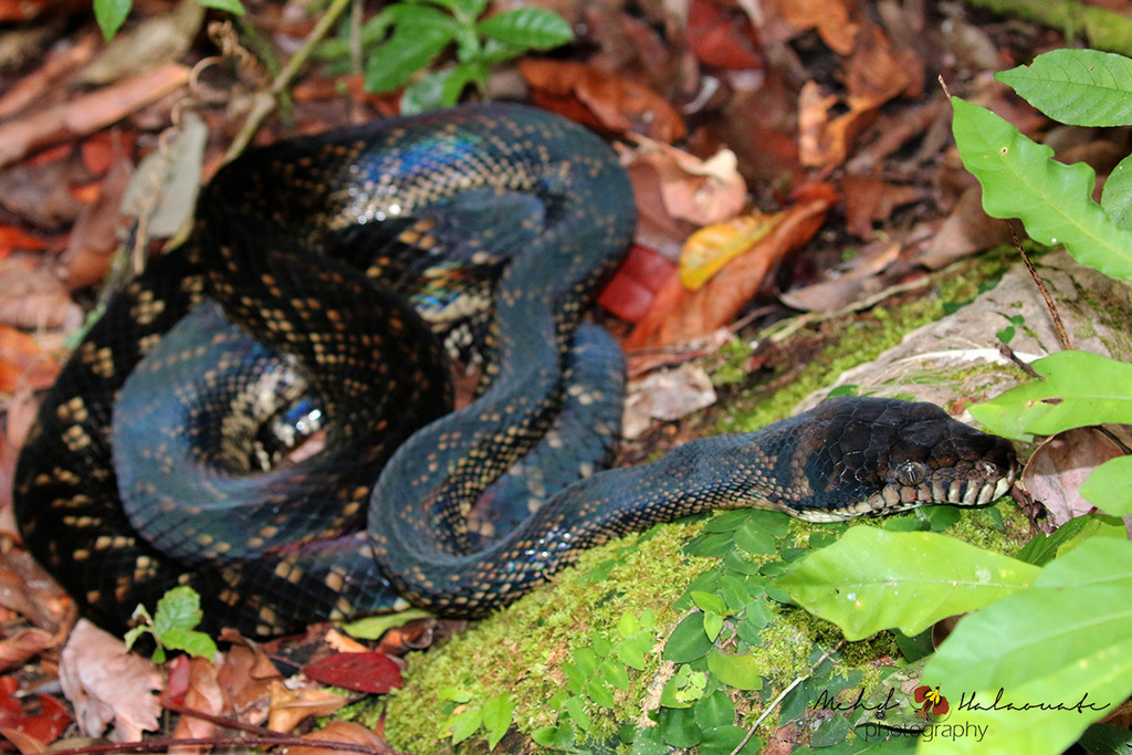 Amethyst Python from Jayapura Regency, Papua, Indonesia on September 02 ...