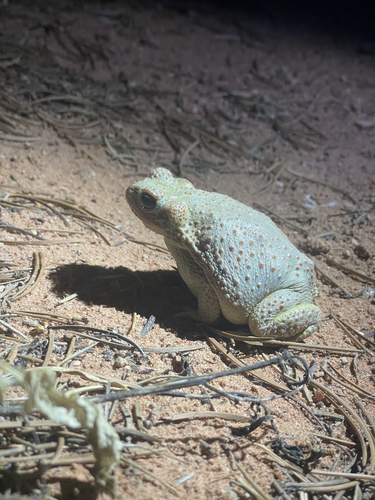 Red-spotted Toad from Canyonlands National Park, Moab, UT, US on ...