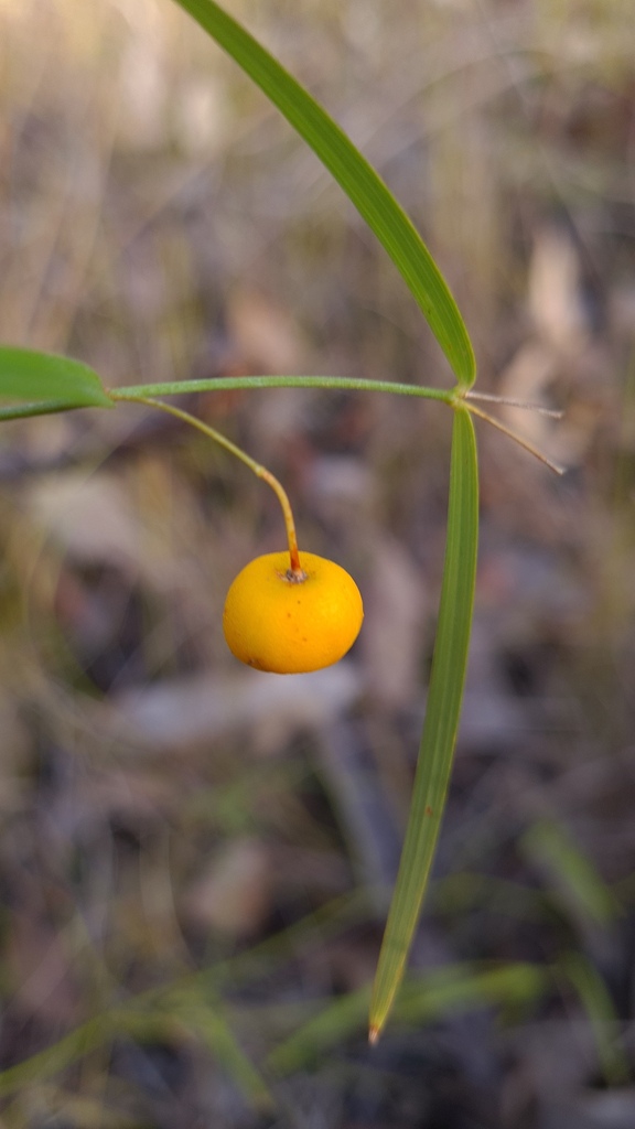 Wombat Berry from Glenugie NSW 2460, Australia on September 6, 2023 at ...