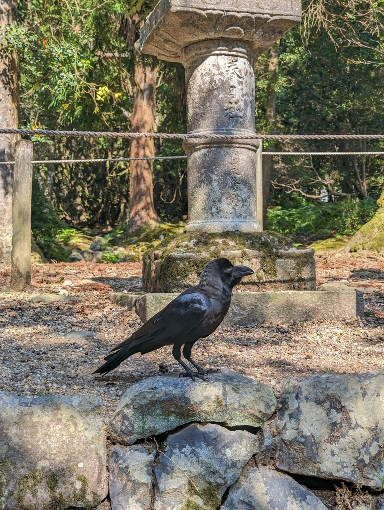 Large-billed Crow from 630 Zōshichō, Nara, 630-8211, Japan on August 20 ...
