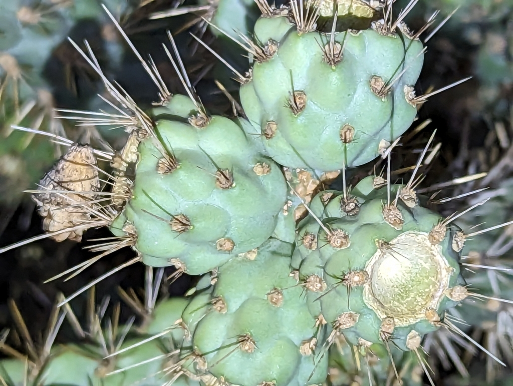 Coast Cholla from Santee, CA, USA on September 4, 2023 at 07:33 PM by ...