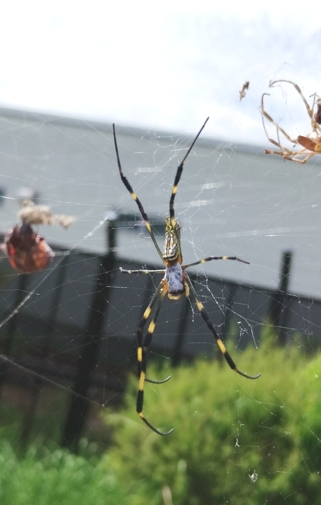 Joro Spider from 136-0082, Japan on September 3, 2023 at 12:51 PM by ...