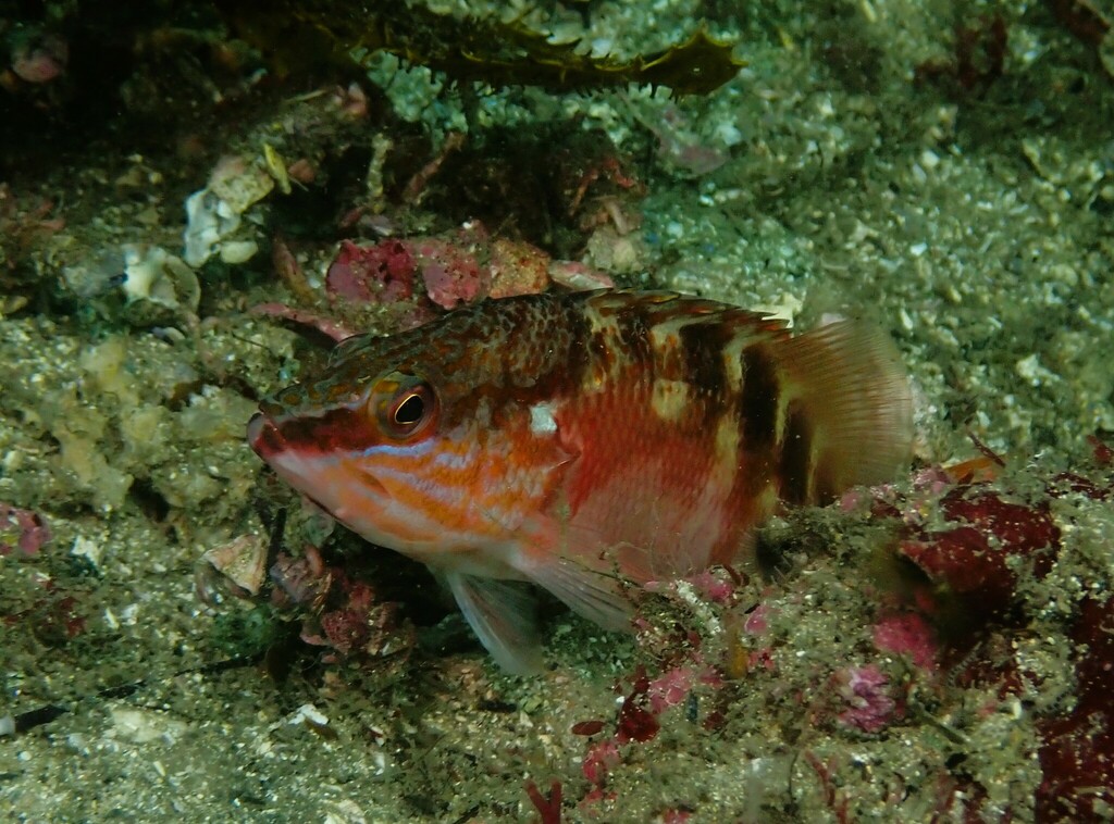 Halfbanded Seaperch from Sydney NSW, Australia on February 19, 2023 at ...