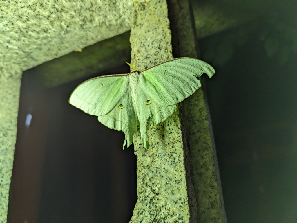 Actias aliena from 3 Inariyamakanyūchi, Fushimi Ward, Kyoto, 612-0804 ...