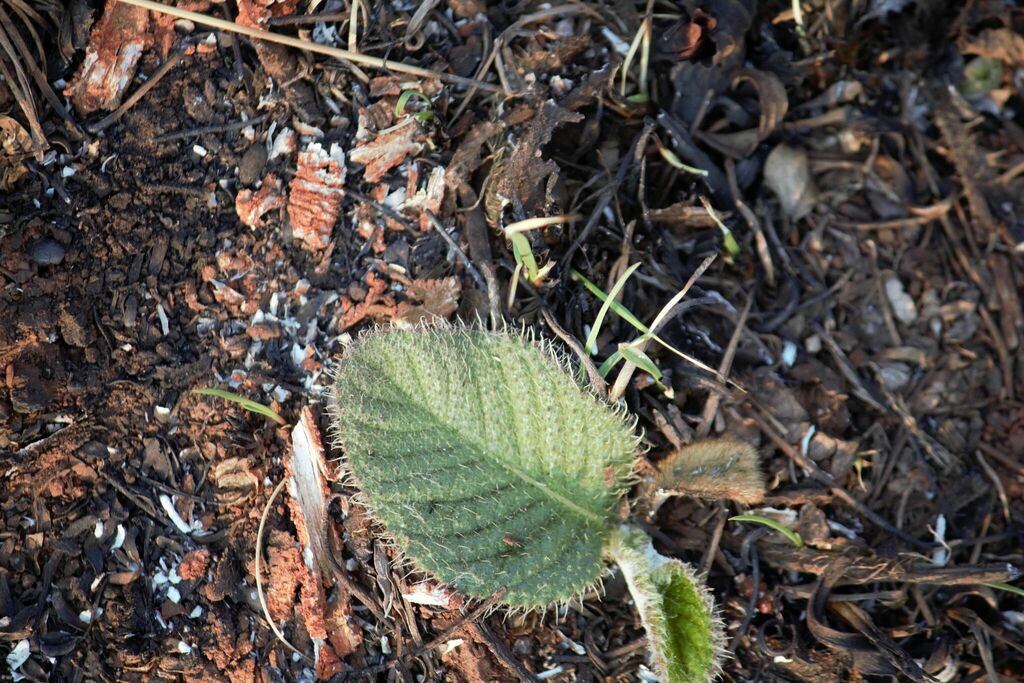 Bristle African Thistle from West Rand District Municipality, South ...