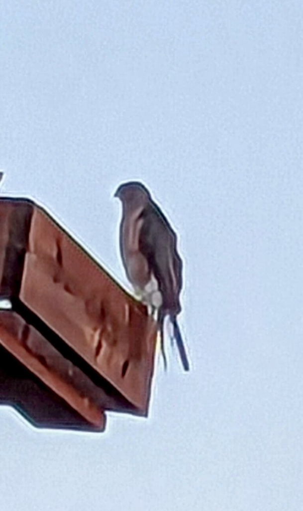 Cooper's Hawk from Santee, CA, USA on September 4, 2023 at 07:05 PM by ...