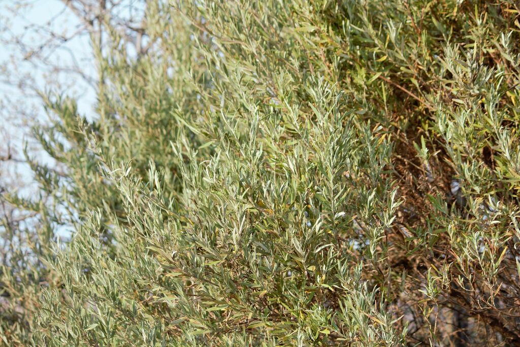 False Olive from West Rand District Municipality, South Africa on ...