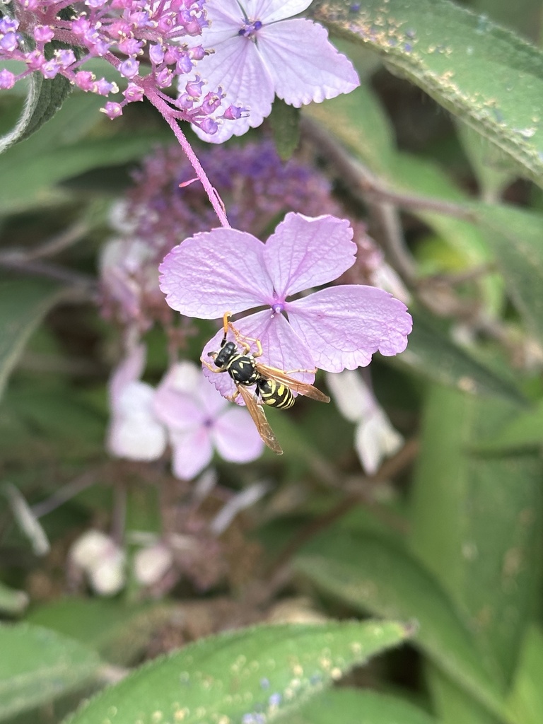 European Paper Wasp from Squaxin Park, Olympia, WA, US on September 5 ...