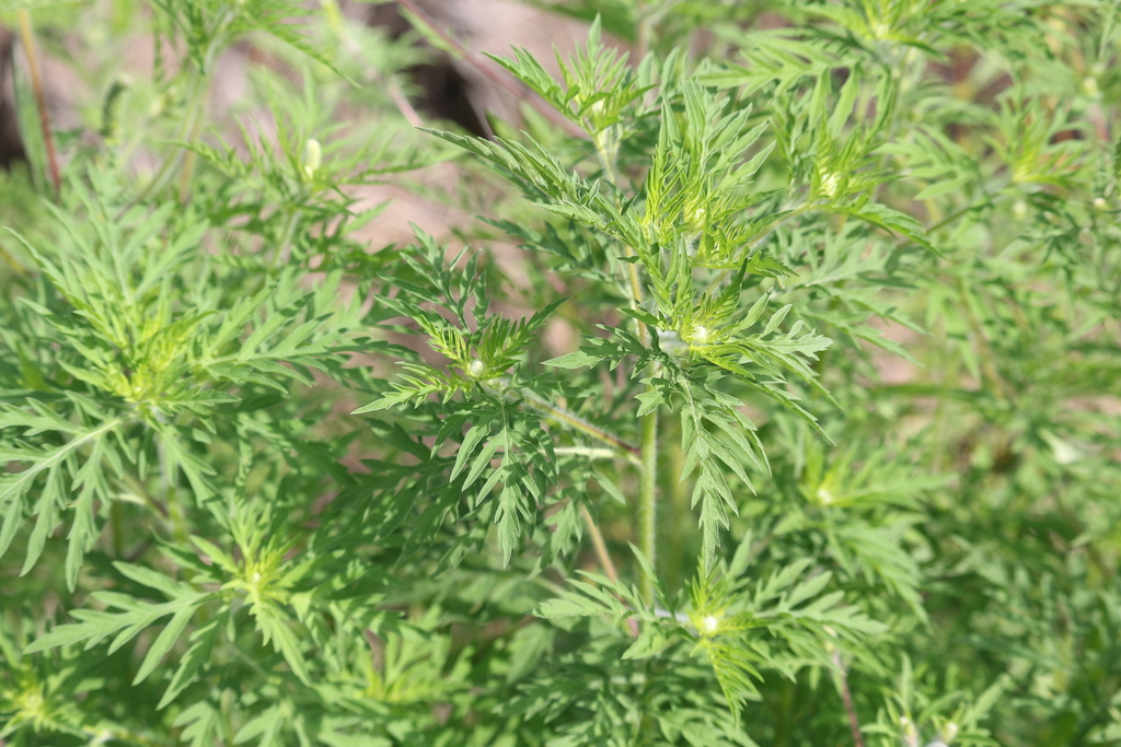 common ragweed from Hulin, Jixi, Heilongjiang, China on July 30, 2022 ...
