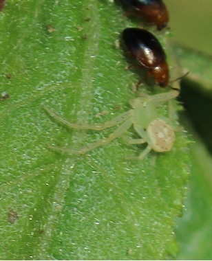 Leek-green Flower Spider from Smiths Lake NSW 2428, Australia on August ...