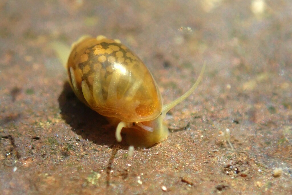 Common Bladder Snail from Cumbria, UK on September 5, 2023 at 01:43 PM ...