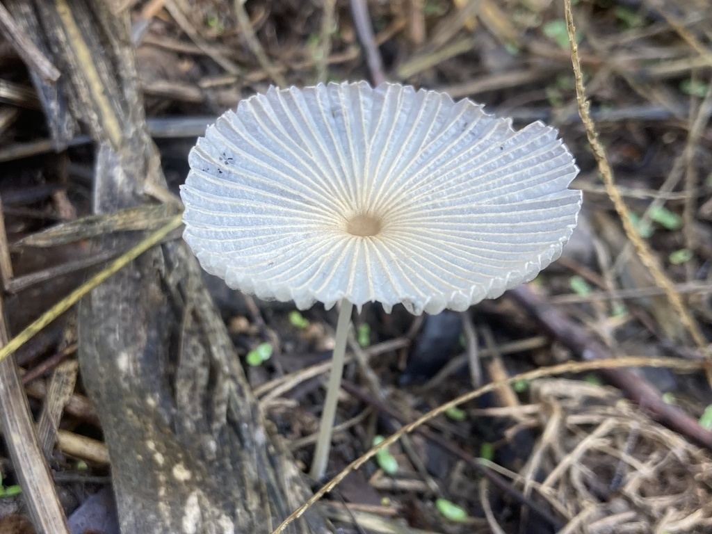 Parasola sect. Parasola in September 2023 by lzos · iNaturalist