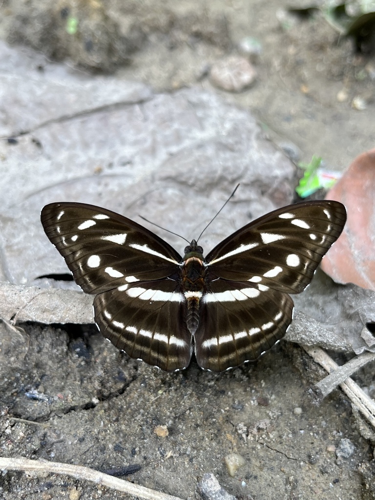 Athyma from Margherita, Tinsukia, AS, IN on September 4, 2023 at 12:58 ...