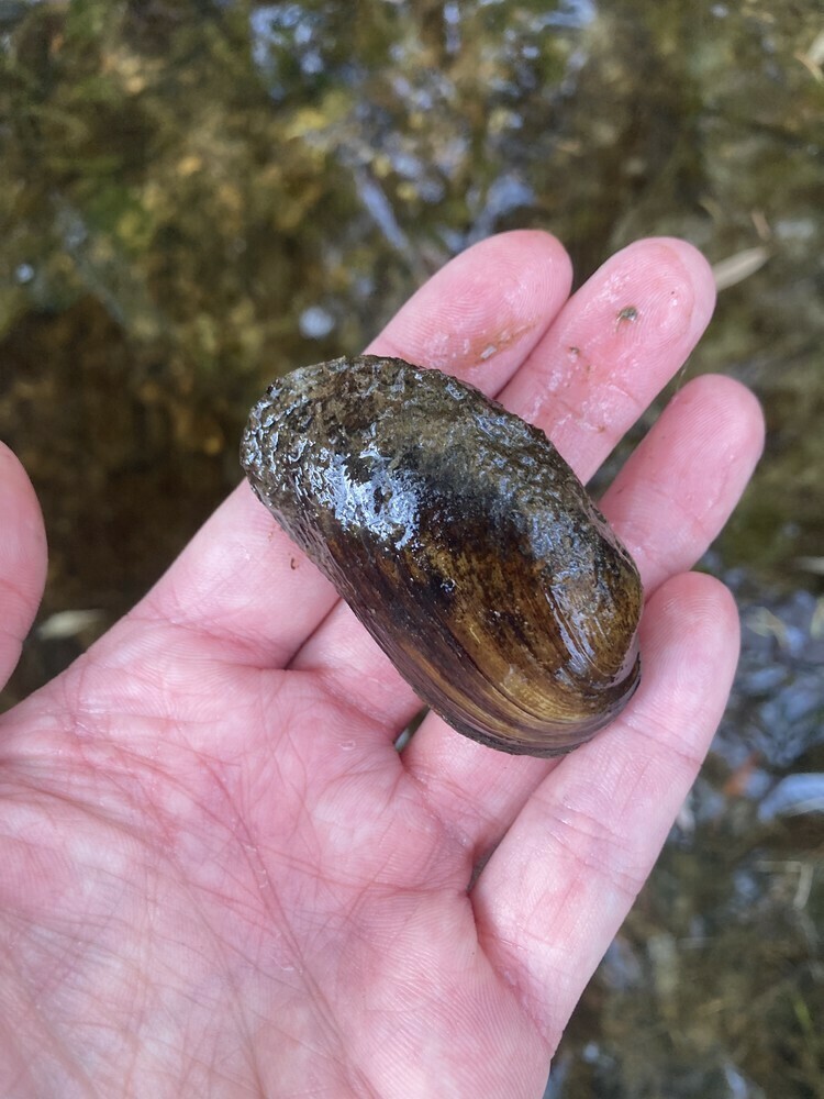 Thick-shelled Mussel from Pfaffing 4, 83410 Laufen, Deutschland on ...