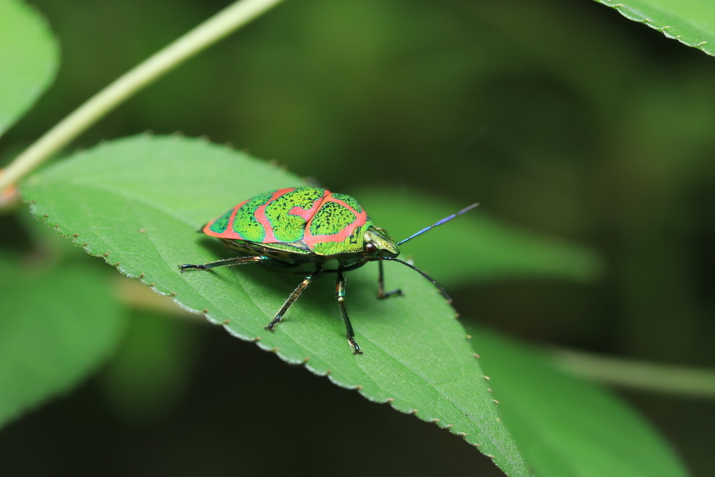 Clown Stink Bug from 直瀬, 上浮穴郡久万高原町, 愛媛県, JP on June 8, 2020 at 03:57 PM ...