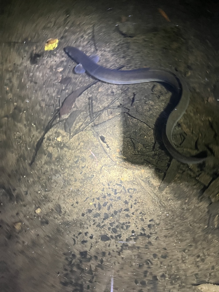 Short-finned Eel from Gossell Grove, Carlingford, NSW, AU on September ...