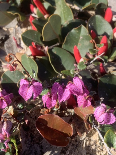 Thomasia pygmaea · NaturaLista Colombia