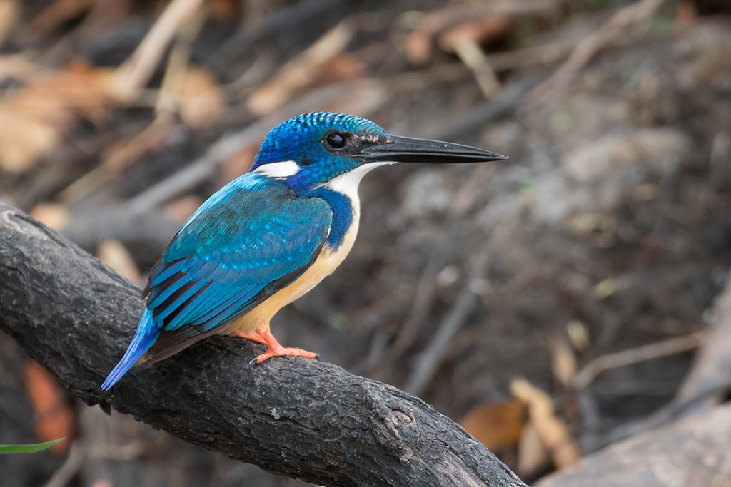Typical River Kingfishers (Alcedo) - Avian Discovery