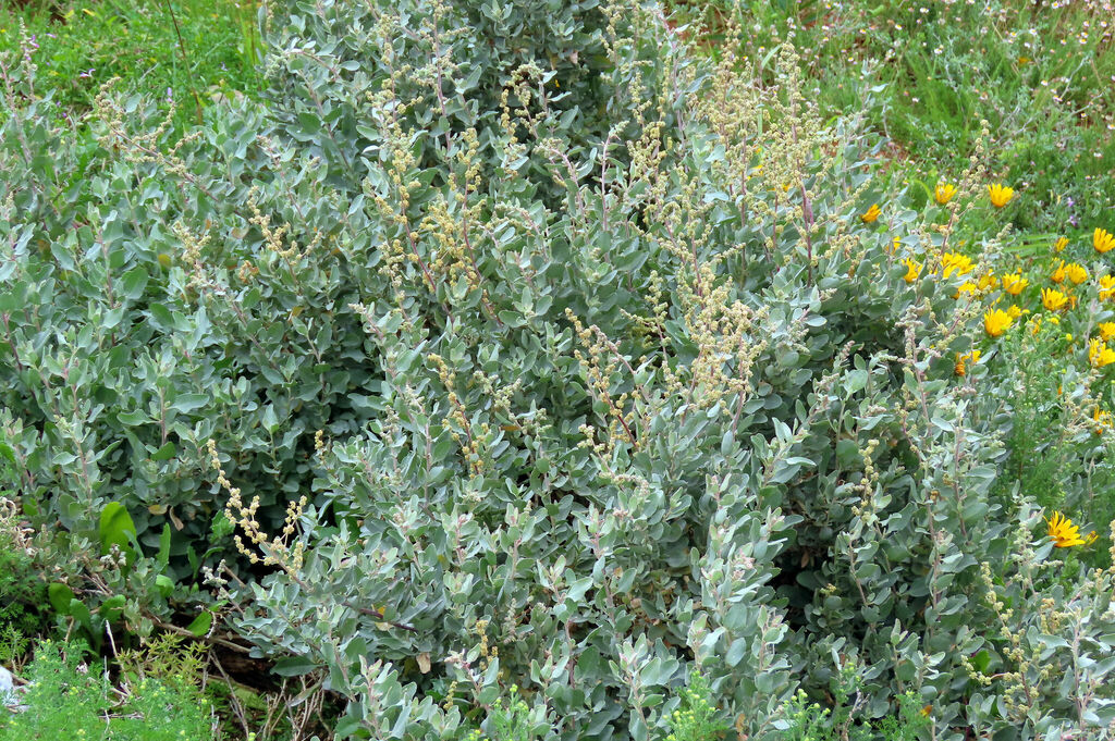 Cape Saltbush from Colchester, Gqeberha, South Africa on September 1 ...
