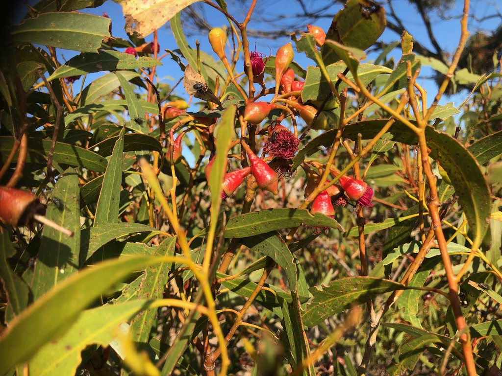 Eyre Peninsula blue gum from Nunong Revegetation on August 22, 2023 at ...