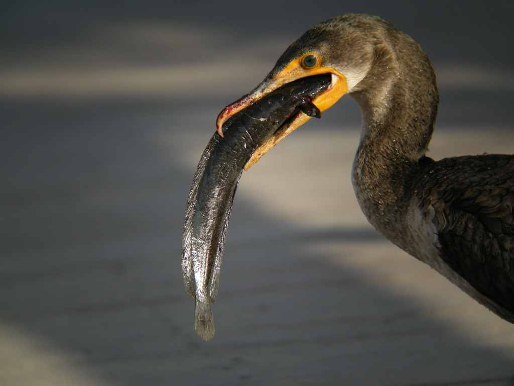 Walking Catfish from Miami-Dade County, Florida, USA on March 26, 2008 ...