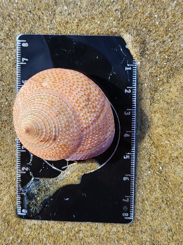 Maurea selecta from Northland, New Zealand on September 6, 2023 at 10:36 AM by glinks. Calm seas ...