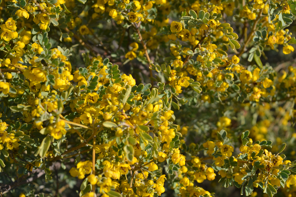 silver senna from Nunong revegetation on August 22, 2023 at 03:58 PM by ...