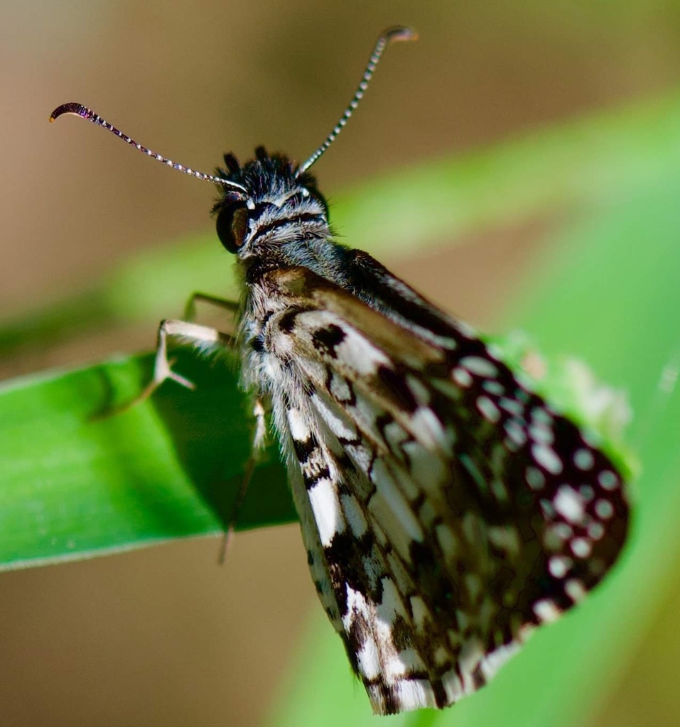 Tropical Checkered-Skipper in September 2023 by Josh Teyler · iNaturalist