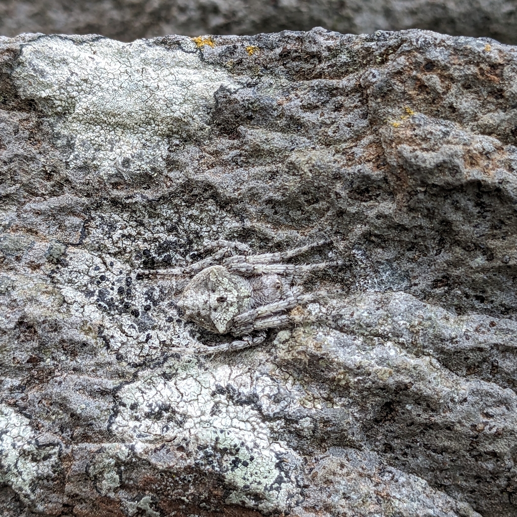 Knobbled Orbweaver from Diamond Harbour, New Zealand on September 3 ...
