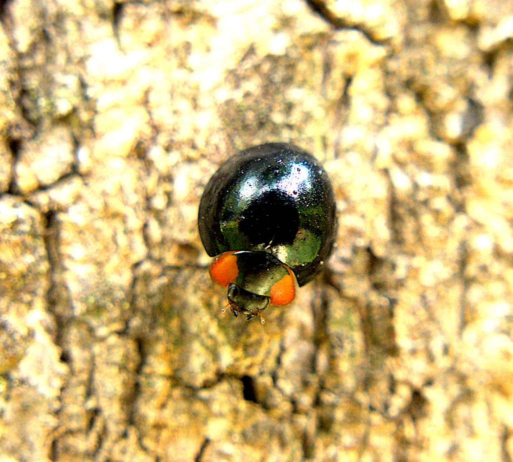 Metallic Blue Lady Beetle from Brookefield, Bengaluru, Karnataka, India ...