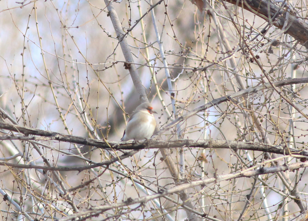 Gray-crowned Goldfinch from 中国新疆维吾尔自治区石河子市 on November 27, 2018 at 01: ...