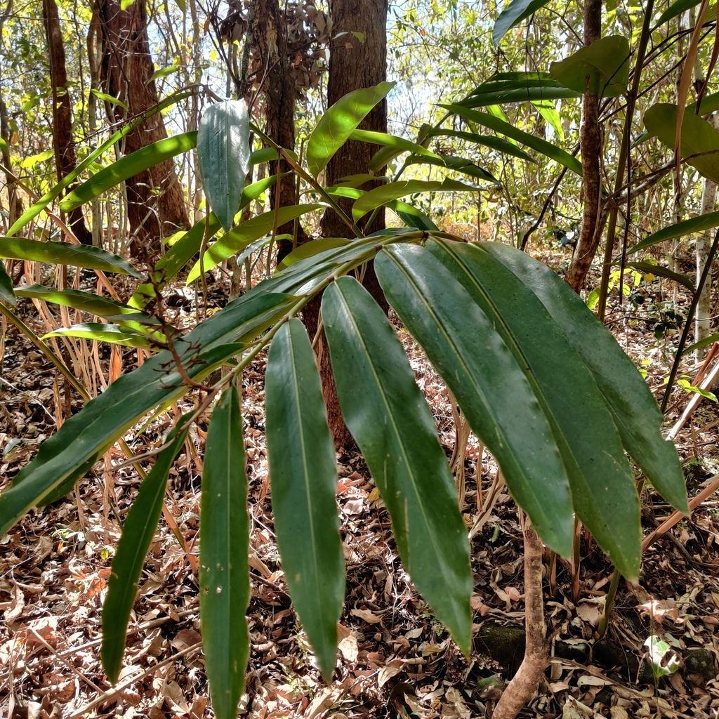 Native Ginger from Glenugie NSW 2460, Australia on September 6, 2023 at ...