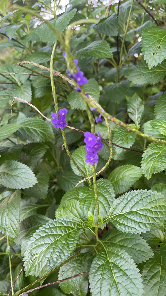 Porterweed from Zephyrhills on September 6, 2023 at 07:19 AM by ...