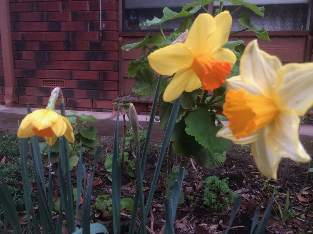 daffodils from Adelaide SA, Australia on August 19, 2023 at 06:49 AM by ...