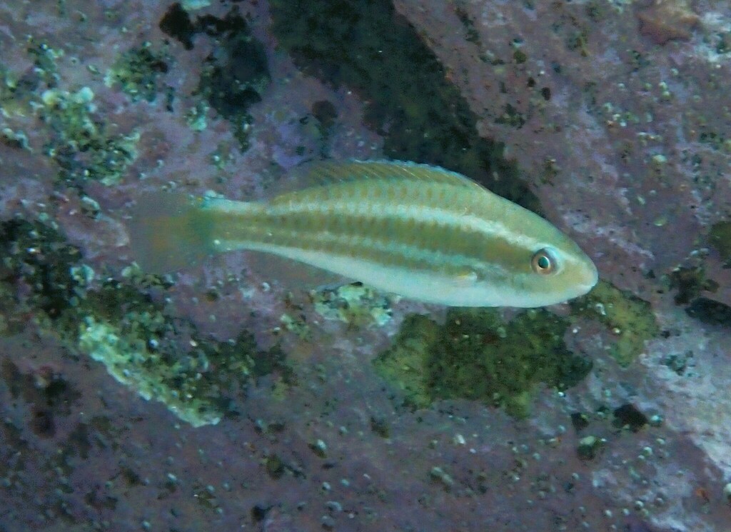 Bluebarred Parrotfish from Sydney NSW, Australia on September 6, 2023 ...