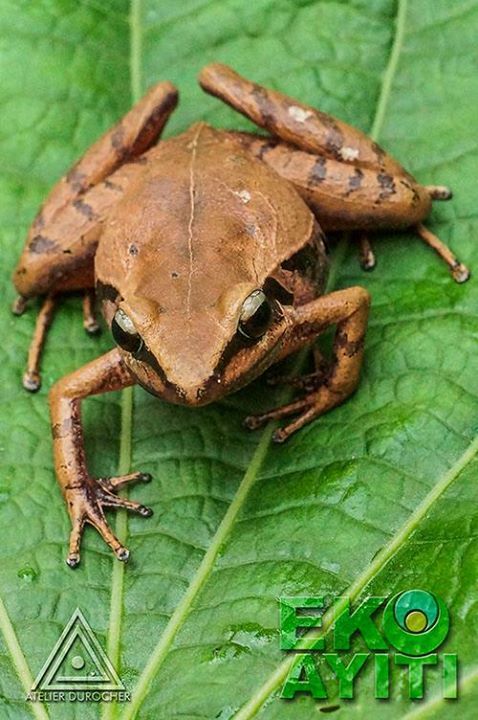 Eleutherodactylus oxyrhyncus in July 2012 by René Durocher · iNaturalist