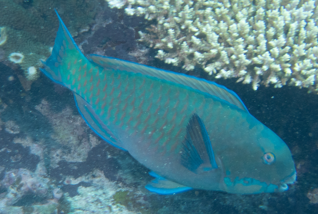 Steephead Parrotfish from Cakaudrove, Northern, Fiji on September 1 ...