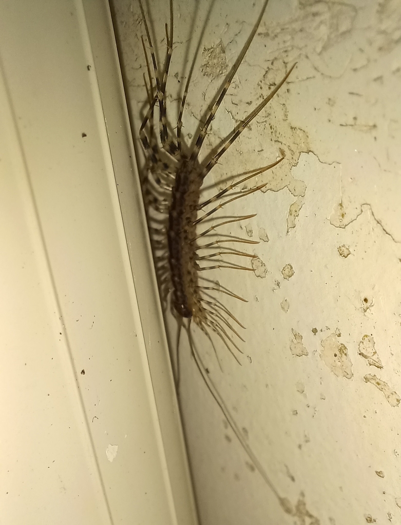 Japanese House Centipede from 日本 〒958-0037 on September 4, 2023 at 08: ...