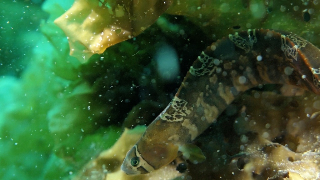 Banded Gunnel from Julianehåb Bugt, Kitaa, GL on August 30, 2023 at 04: ...