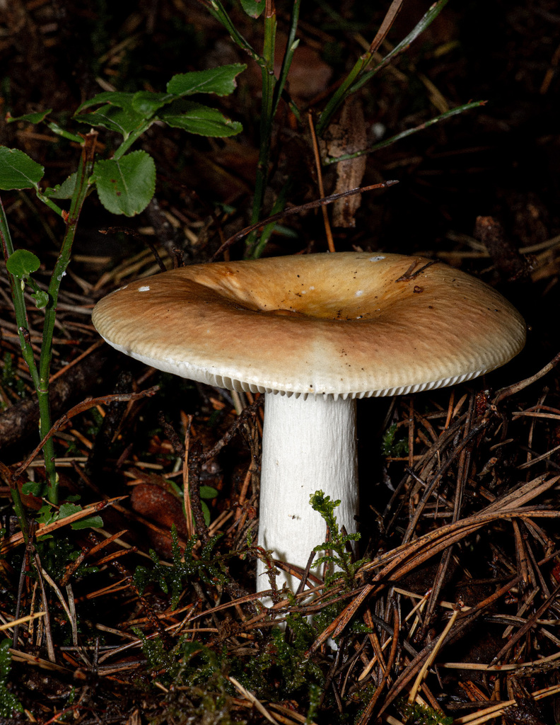 Russula in August 2023 by Vilius Kasparas Kasparavičius · iNaturalist