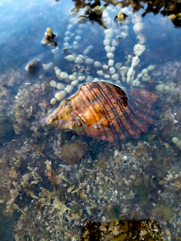 Spengler's Trumpet Snail in September 2023 by Emily S · iNaturalist
