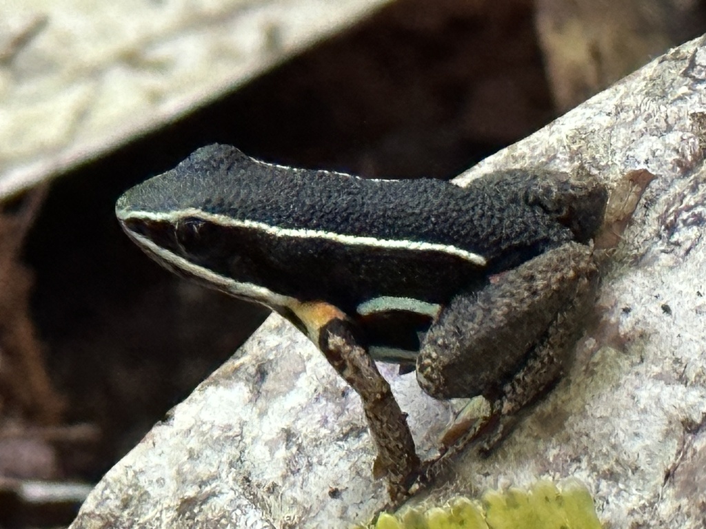 Spotted-thighed Poison Frog from Loreto, PE on August 31, 2023 at 12:40 ...