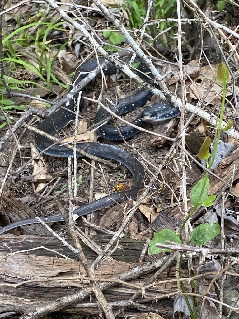 Buttermilk Racer from North Monroe, Monroe, LA, US on May 17, 2023 at ...