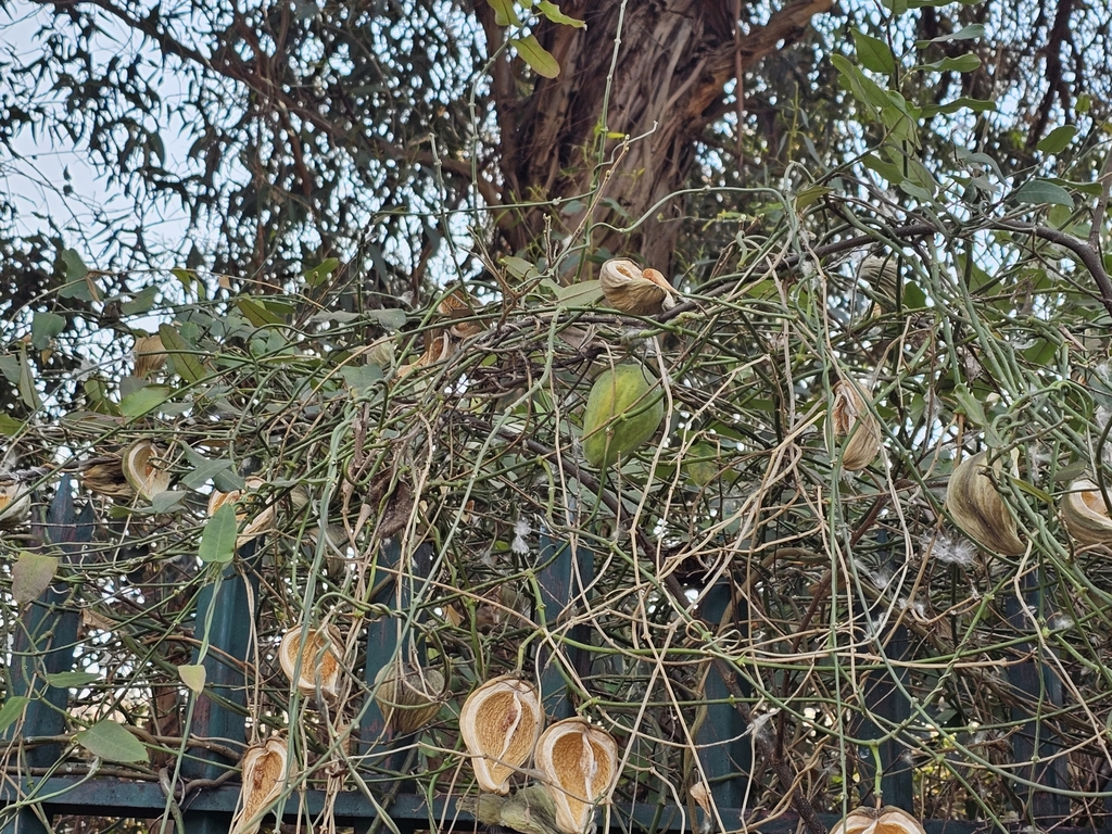 Moth Vine from Waterval 211-Iq, Randburg, South Africa on September 6 ...
