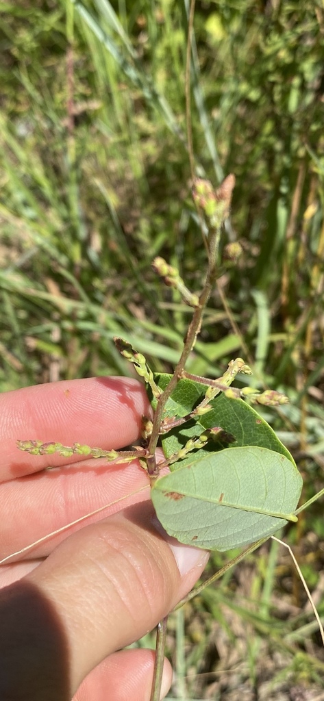 Smooth Ticktrefoil from Caret, VA, US on September 2, 2023 at 02:03 PM ...