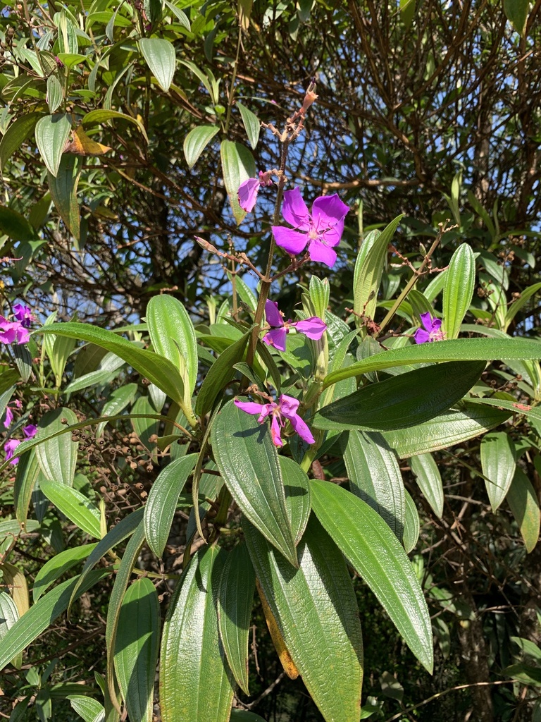 Glory Bush Tree from Avenida Joana Verônica Nicle Bertan, Morro Da ...
