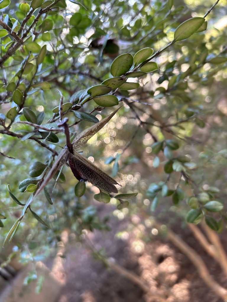 Carolina Mantis from NC State University, Raleigh, NC, US on September ...