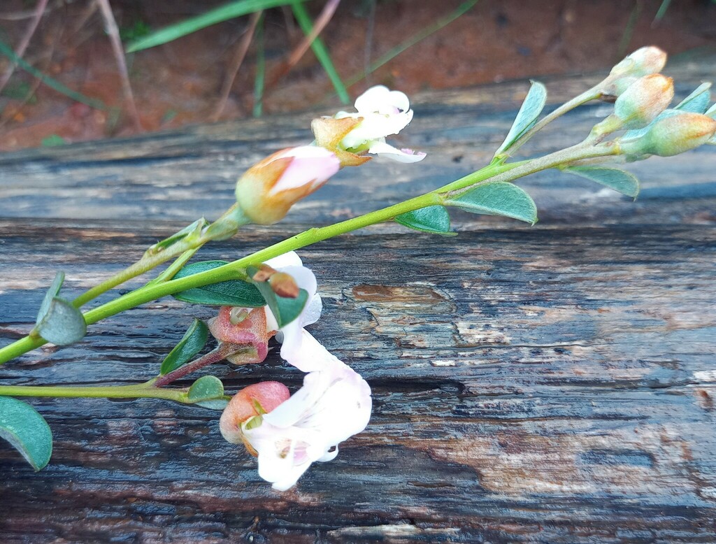 Renoster Capesweetpea from Cape Winelands District Municipality, South ...